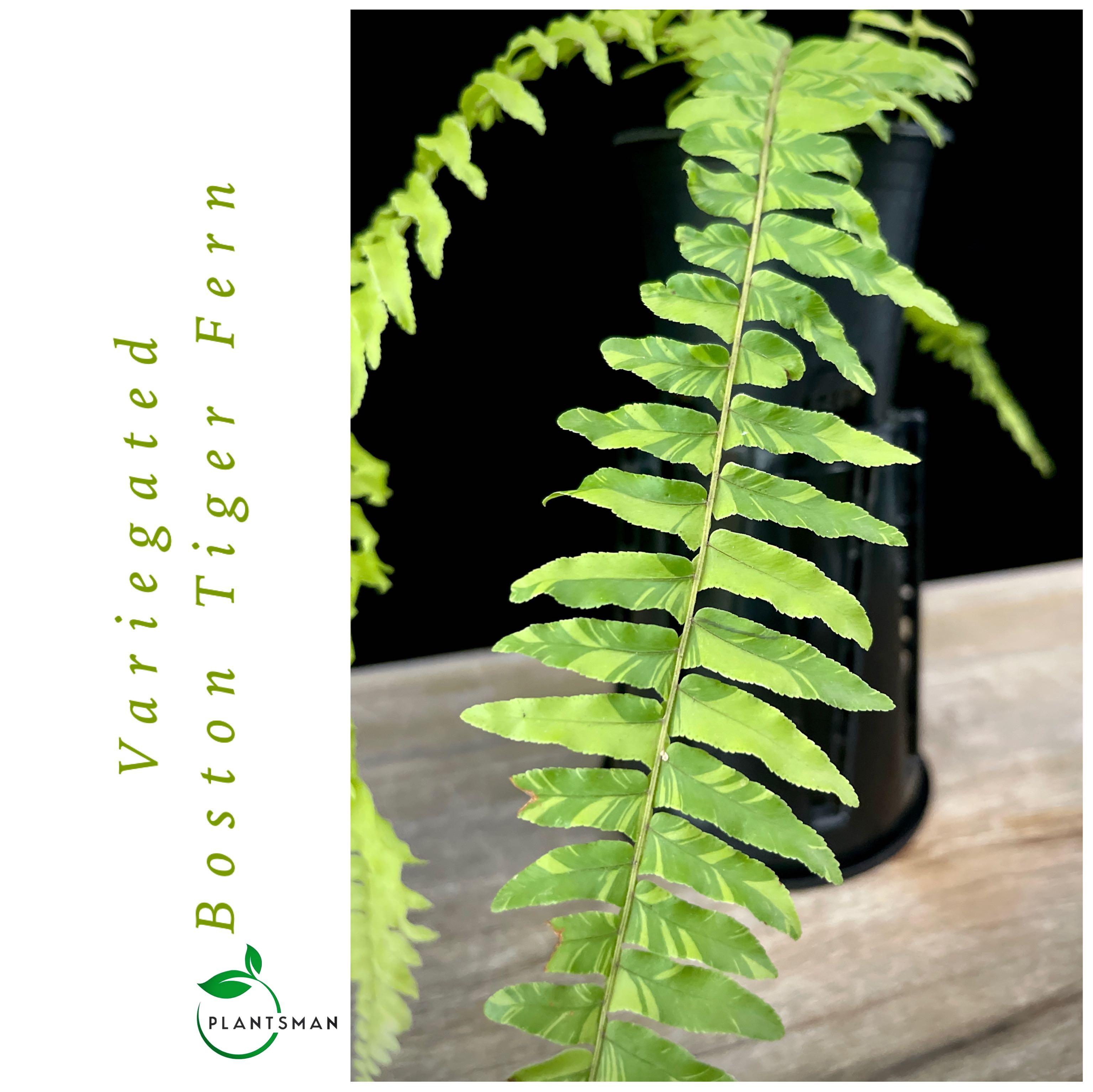 Variegated Boston Tiger Fern, Furniture & Home Living, Gardening ...