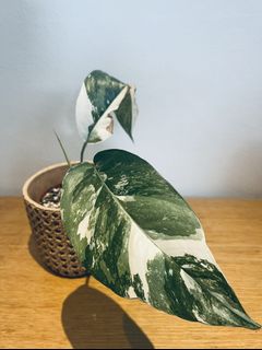 Epipremnum pinnatum variegated (reverted), Furniture & Home Living ...