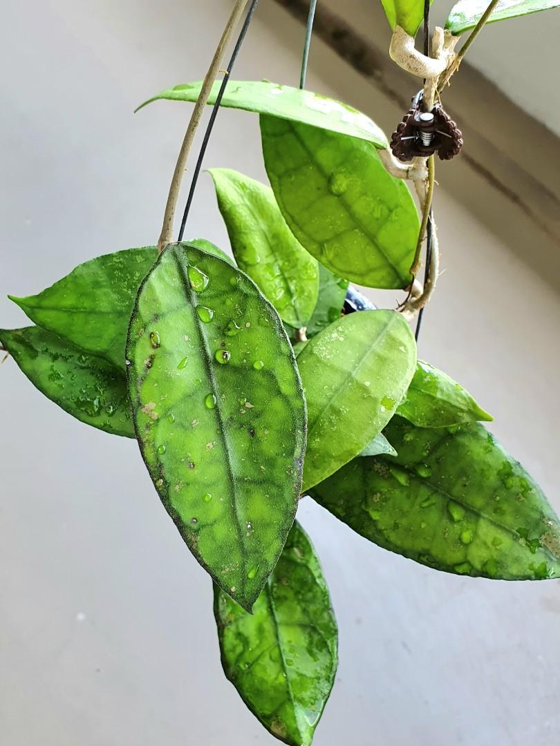 Hoya Jennifer plant, Furniture & Home Living, Gardening, Plants & Seeds ...