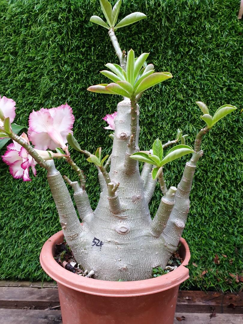 Multi-petal Desert Rose Adenium Bonsai, Furniture & Home Living ...