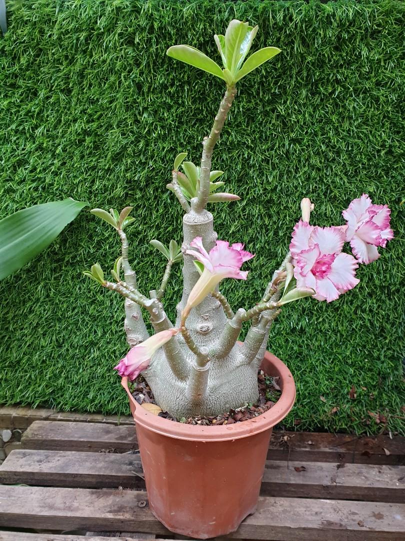 Multi-petal Desert Rose Adenium Bonsai, Furniture & Home Living ...