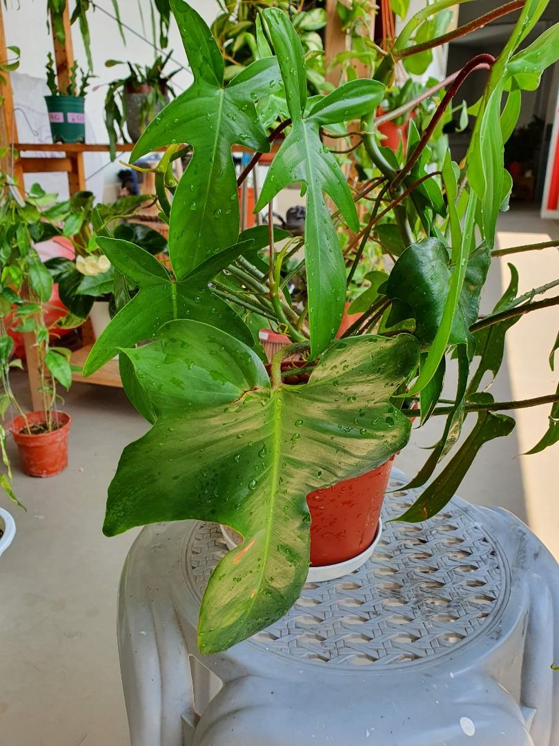 Philodendron Rudolph plant, Furniture & Home Living, Gardening, Plants ...