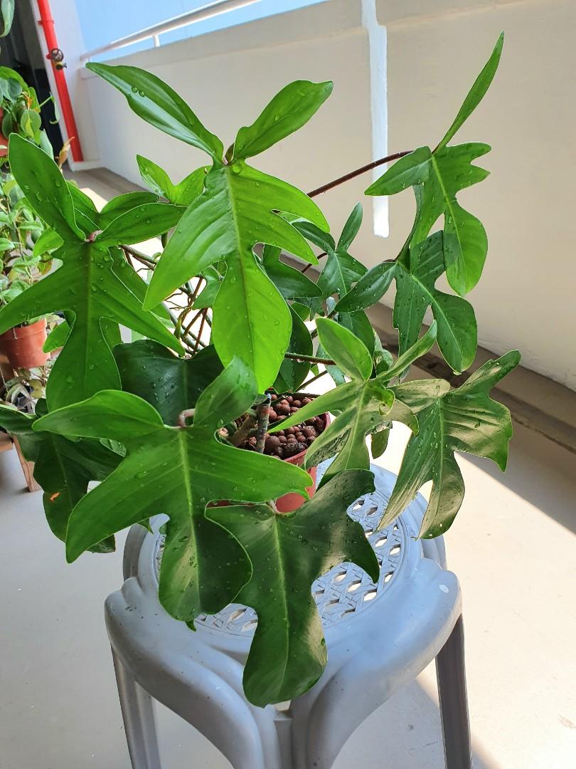 Philodendron Rudolph plant, Furniture & Home Living, Gardening, Plants ...