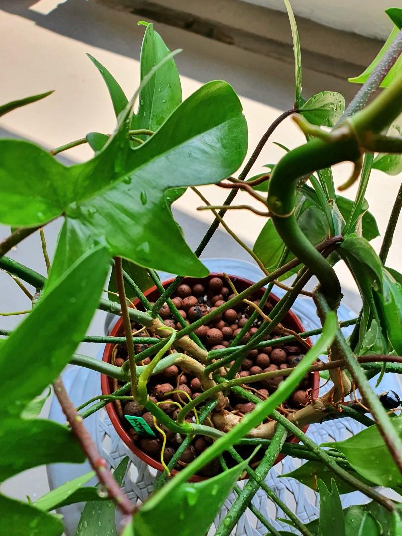 Philodendron Rudolph plant, Furniture & Home Living, Gardening, Plants ...