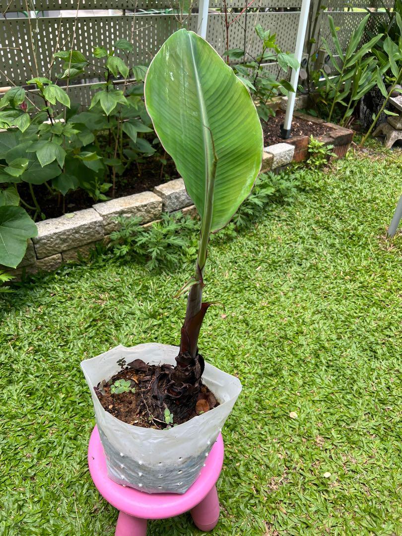 Red banana plantlet, Furniture & Home Living, Gardening, Plants & Seeds ...