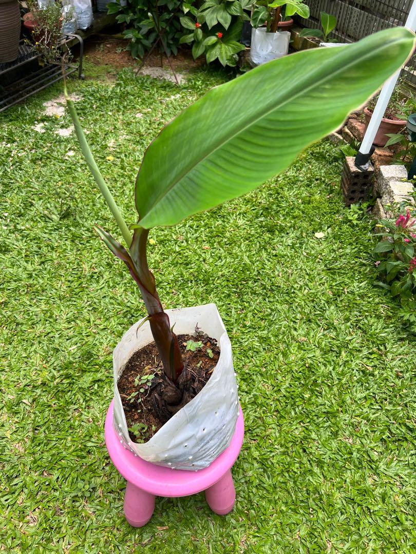 Red banana plantlet, Furniture & Home Living, Gardening, Plants & Seeds ...
