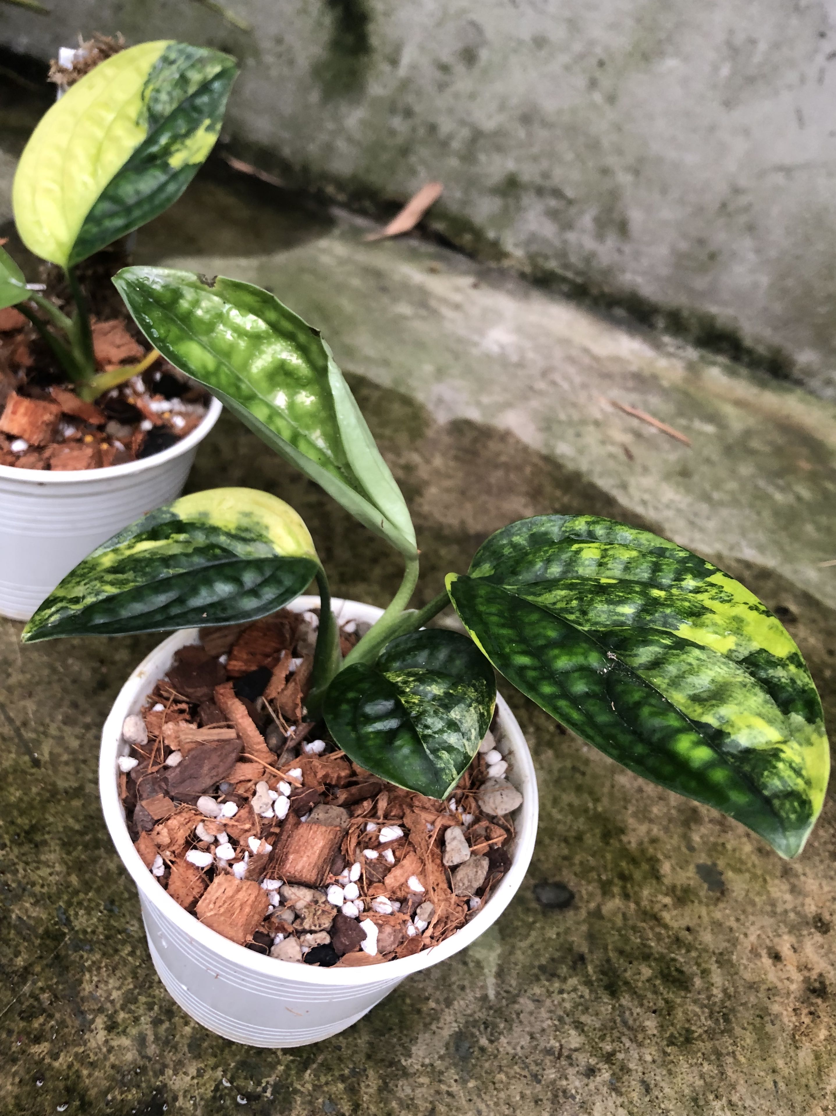 Var. Monstera Karstenianum, Furniture & Home Living, Gardening, Plants ...
