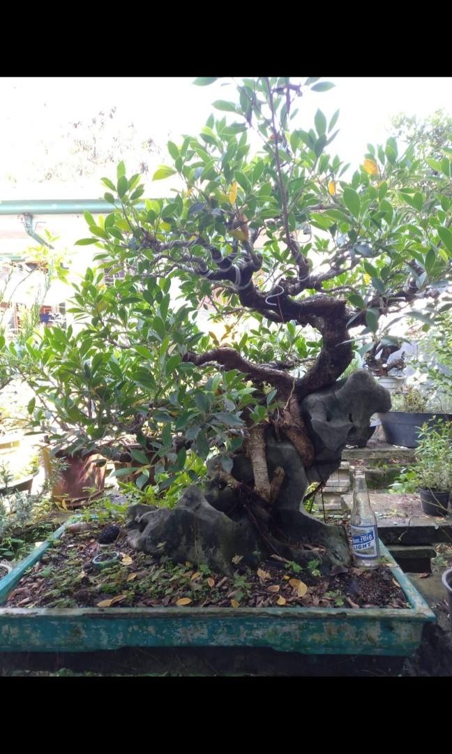 Banyan tree bonsai,rock clasping, Furniture & Home Living, Gardening ...