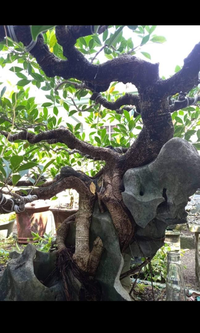 Banyan tree bonsai,rock clasping, Furniture & Home Living, Gardening ...