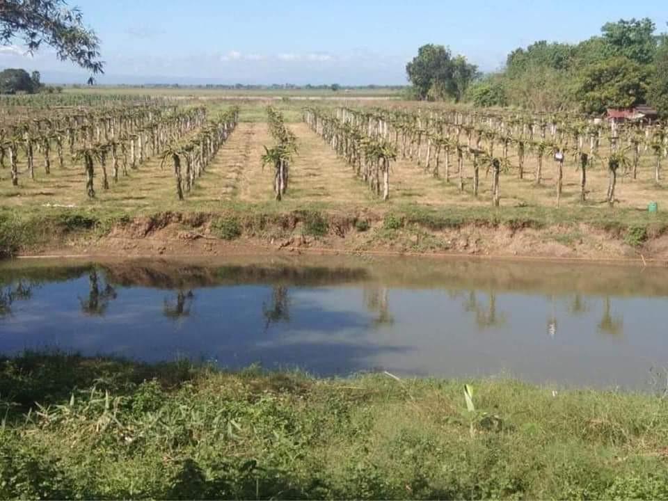 Cabiao San Antonio bypass road Nueva Ecija lot, Property, For Sale, Lot ...