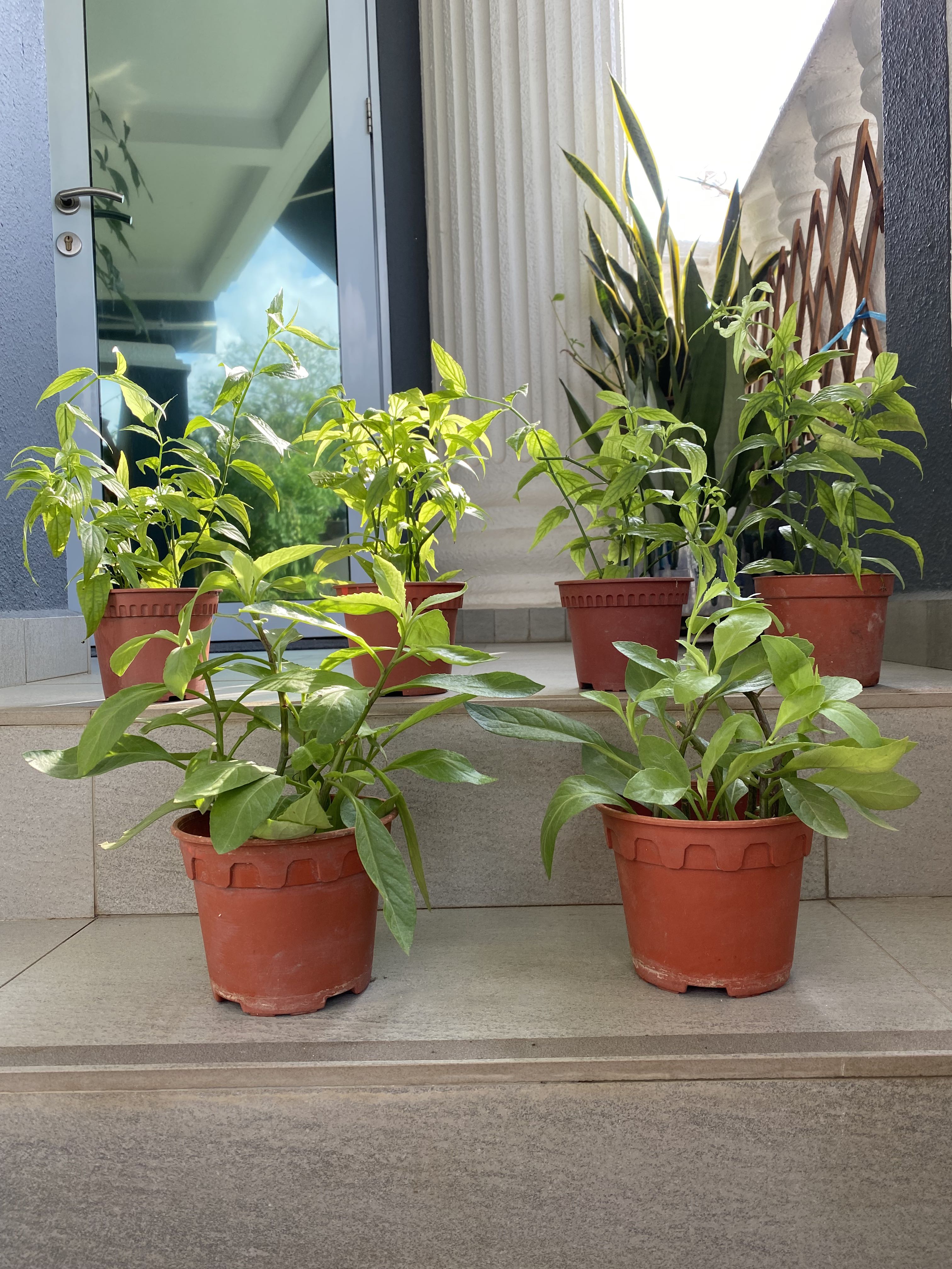 Cancer Herbs (Sabah Snake Grass / Rose Cactus / Longevity Spinach ...