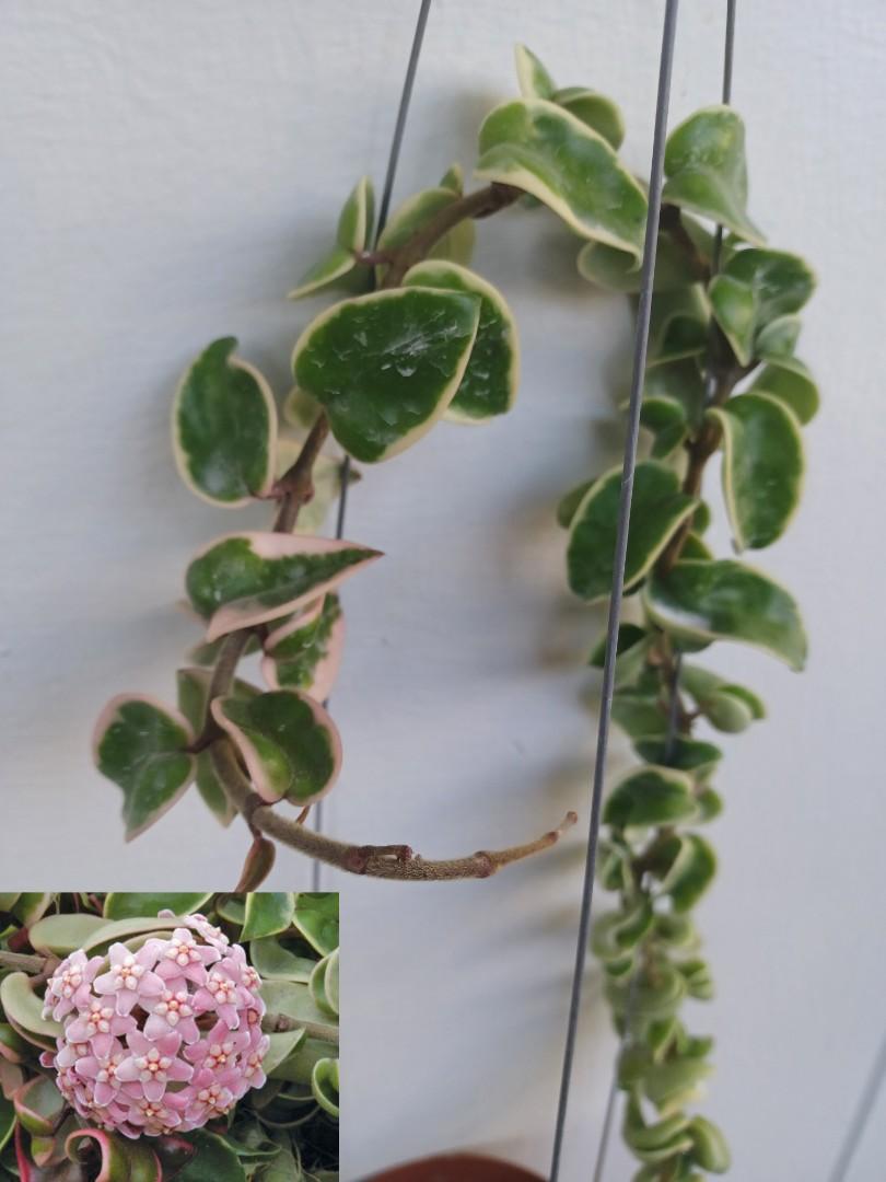 Hoya Hindu Rope - tricolour hoya - Variegated hoya - Varigated plant ...