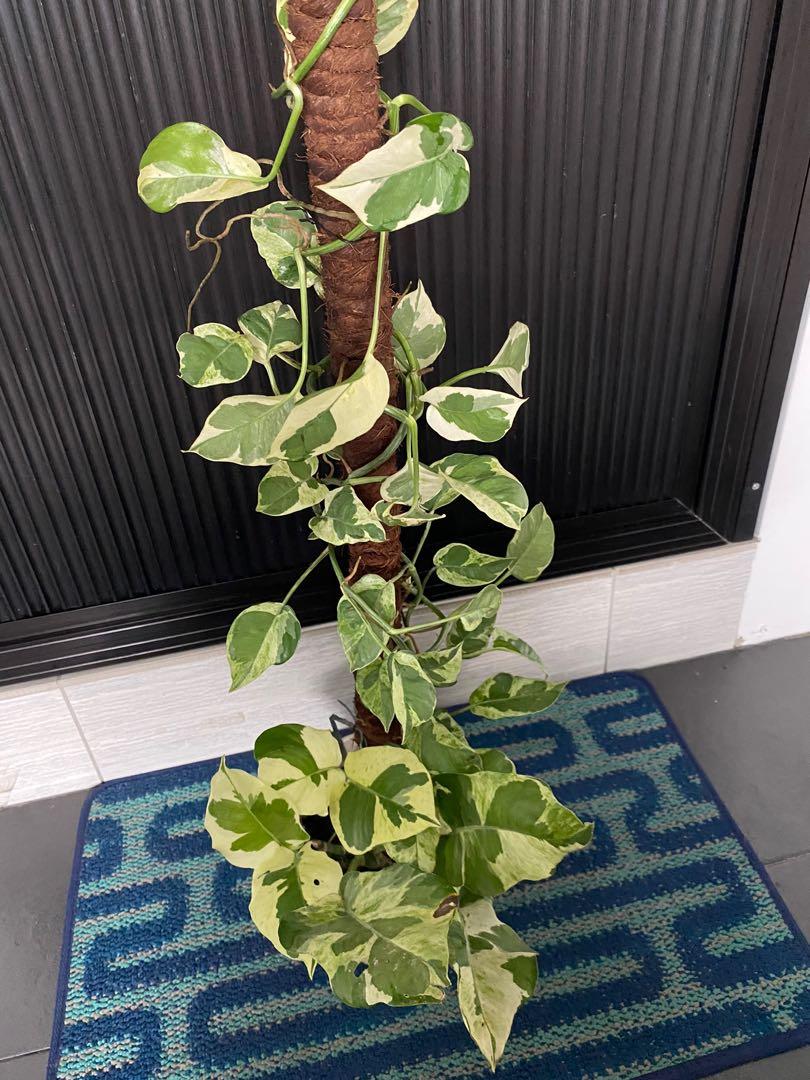 Njoy pothos big leaves/ trailing, Furniture & Home Living, Gardening ...
