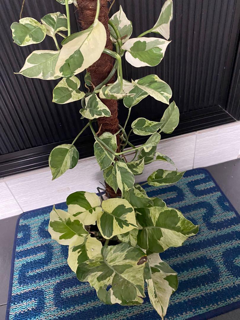 Njoy pothos big leaves/ trailing, Furniture & Home Living, Gardening ...