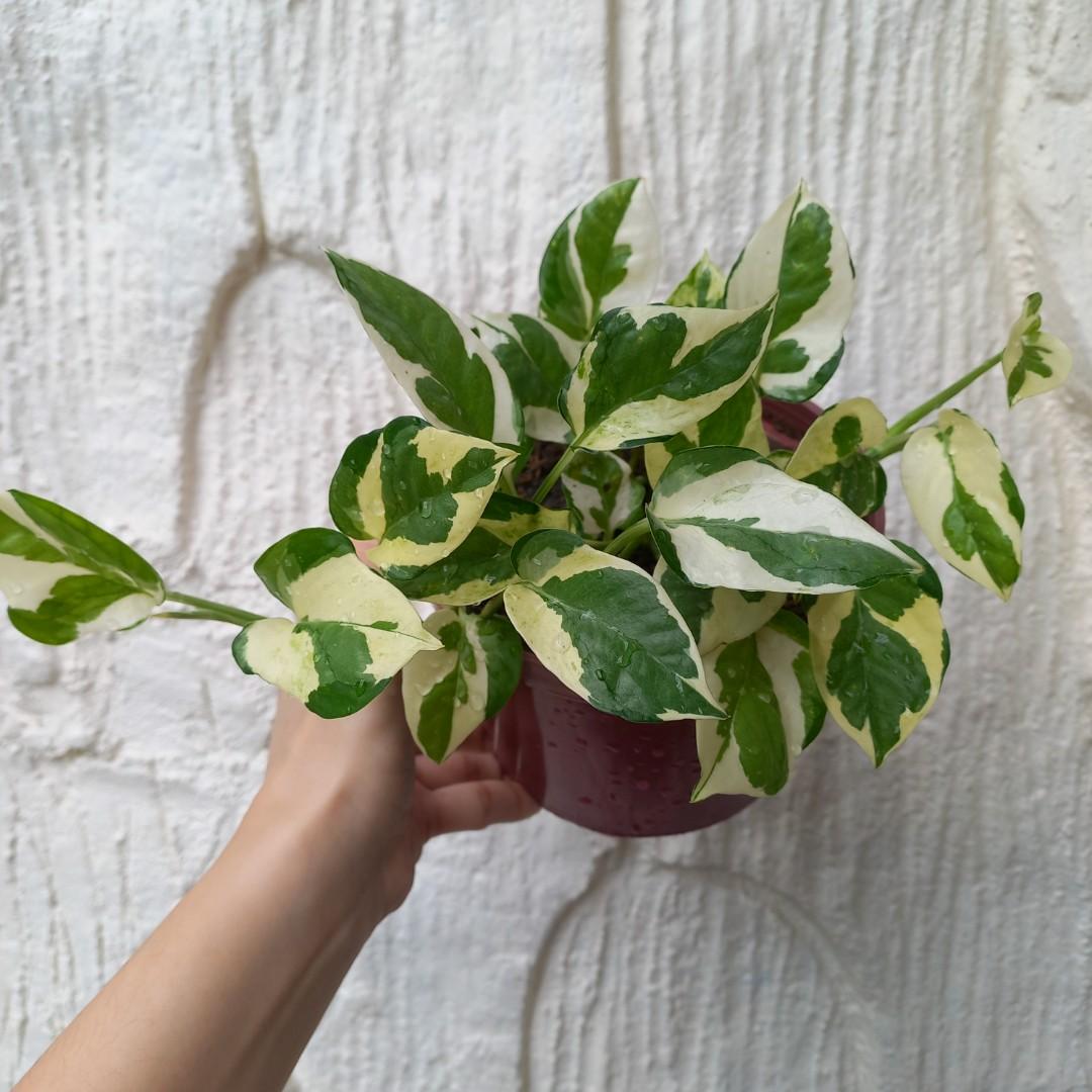 Njoy Pothos red pot actual pic, Furniture & Home Living, Gardening ...