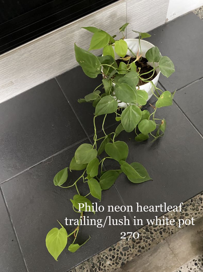 Philo neon heartleaf, Furniture & Home Living, Gardening, Plants ...