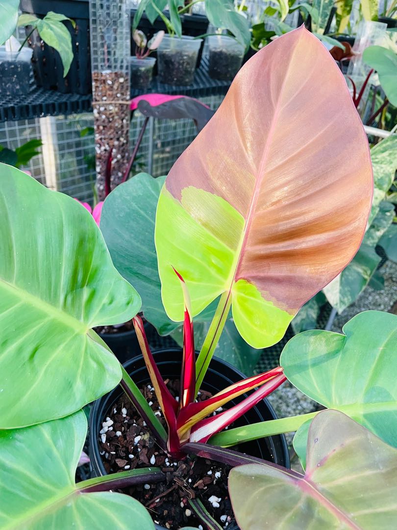 Philodendron Red Moon Variegated Cutting, Furniture & Home Living ...