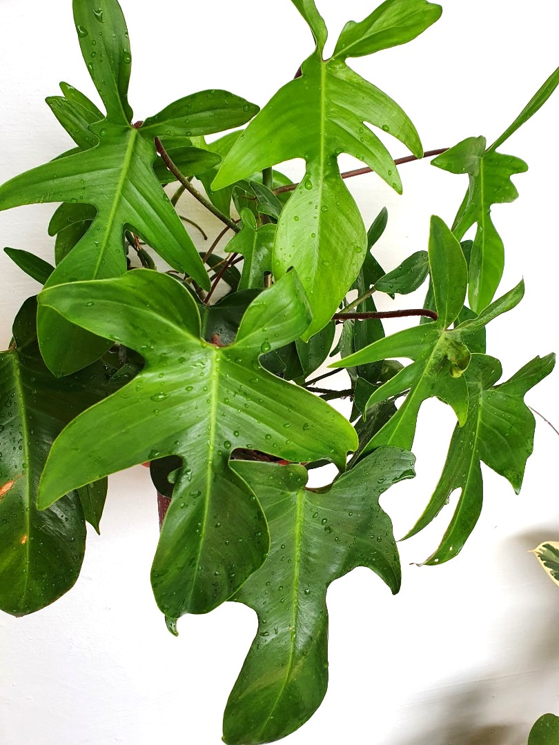 Philodendron Rudolph plant, Furniture & Home Living, Gardening, Plants ...