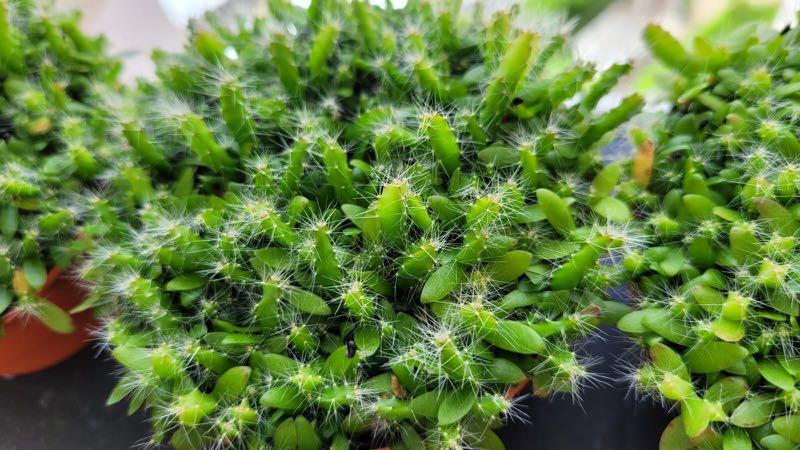 (WTS) Mini Dragon Fruit plants, Furniture & Home Living, Gardening ...