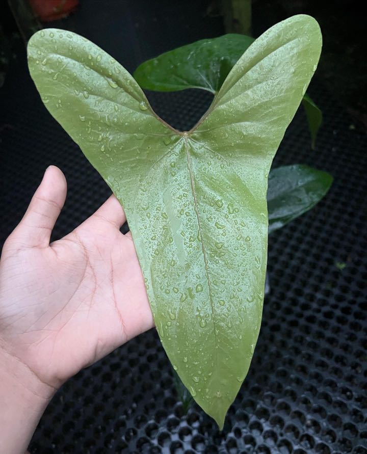 Anthurium sp napo, Furniture & Home Living, Gardening, Plants & Seeds ...