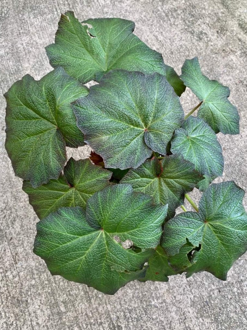 Begonia Boomer 'Art Hodes' (26cm pot), Furniture & Home Living ...