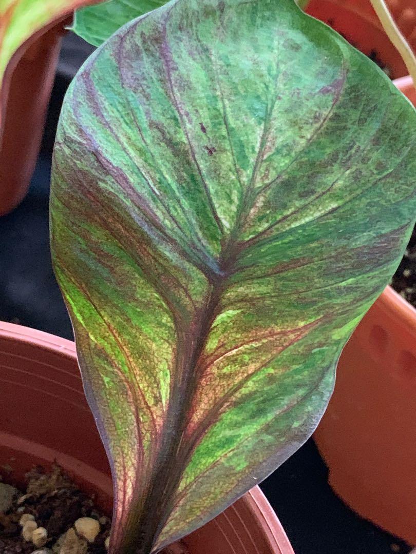 Caladium rainbow tail, Furniture & Home Living, Gardening, Plants ...