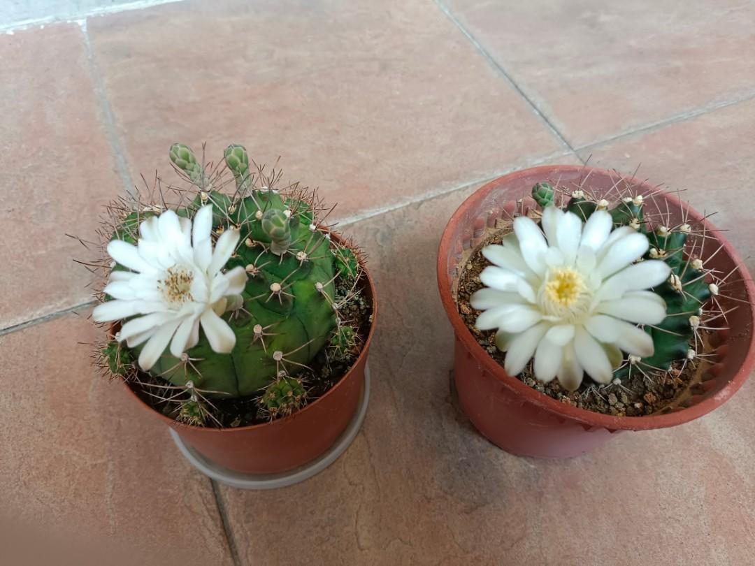 Catcus, Furniture & Home Living, Gardening, Plants & Seeds on Carousell