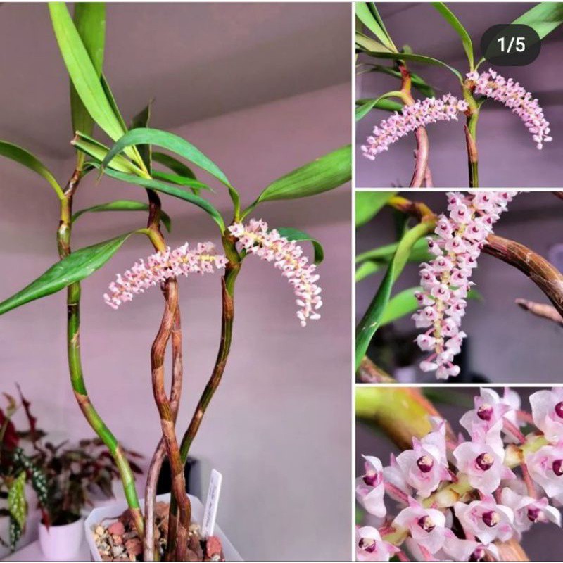 Eria Orchids x Pinalia Floribunda, Furniture & Home Living, Gardening ...