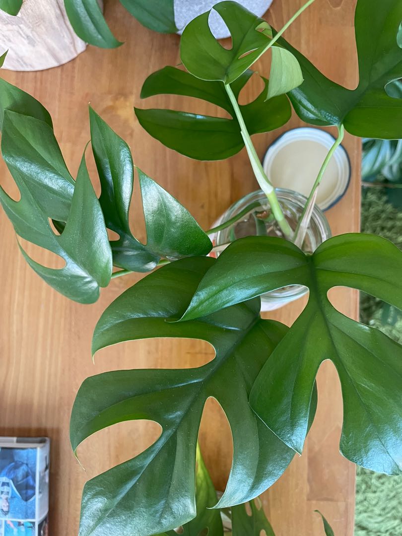 MINI MONSTERA TETRASPERMA CUTTING, Furniture & Home Living, Gardening ...