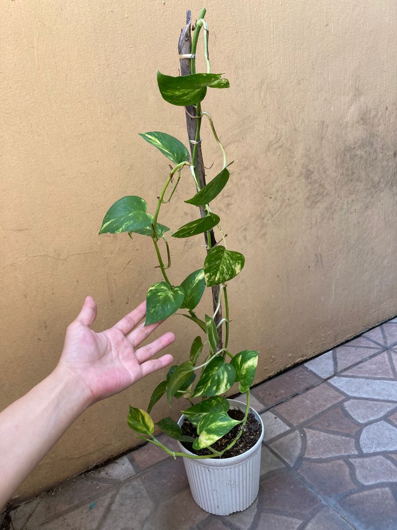 Trailing Golden Pothos (Potted), Furniture & Home Living, Gardening ...
