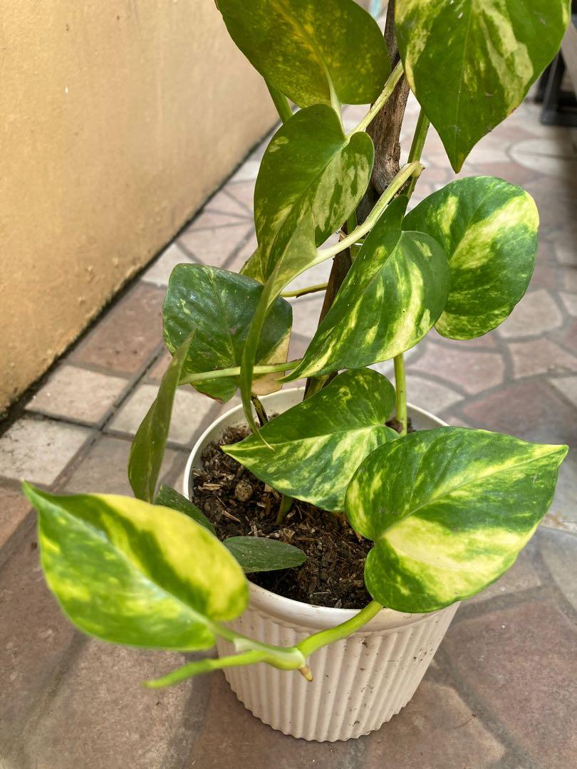 Trailing Golden Pothos (Potted), Furniture & Home Living, Gardening ...