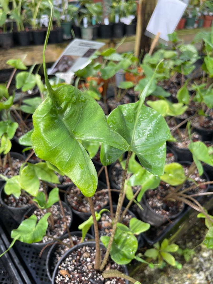 Alocasia stingray, Furniture & Home Living, Gardening, Plants & Seeds ...