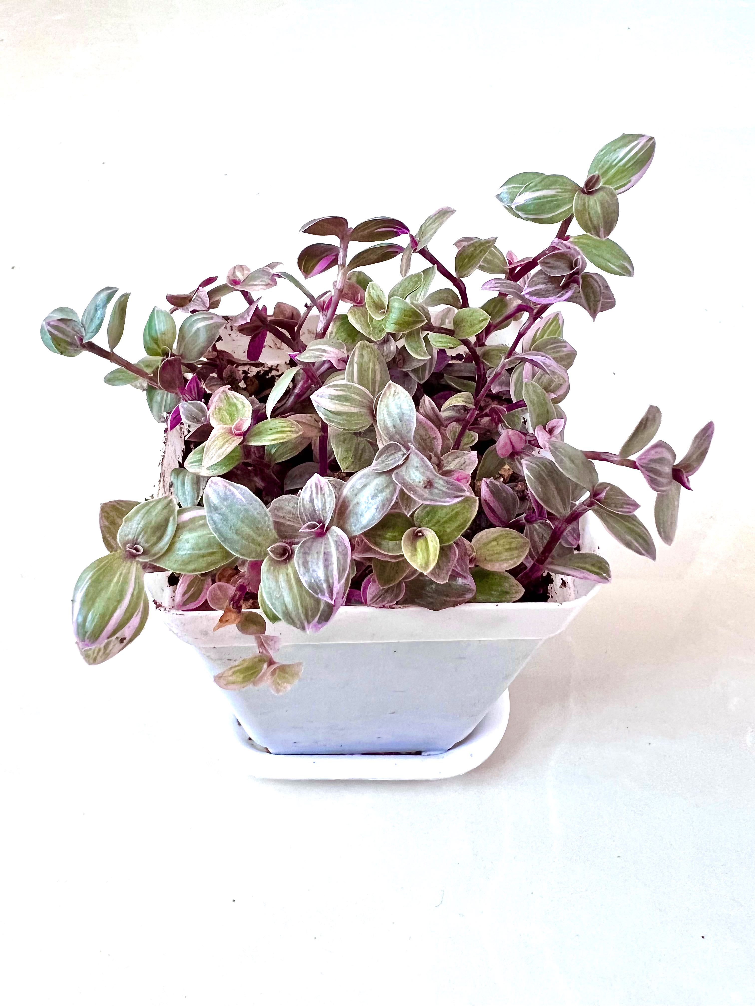 Callisia Repens, Furniture & Home Living, Gardening, Plants & Seeds on ...