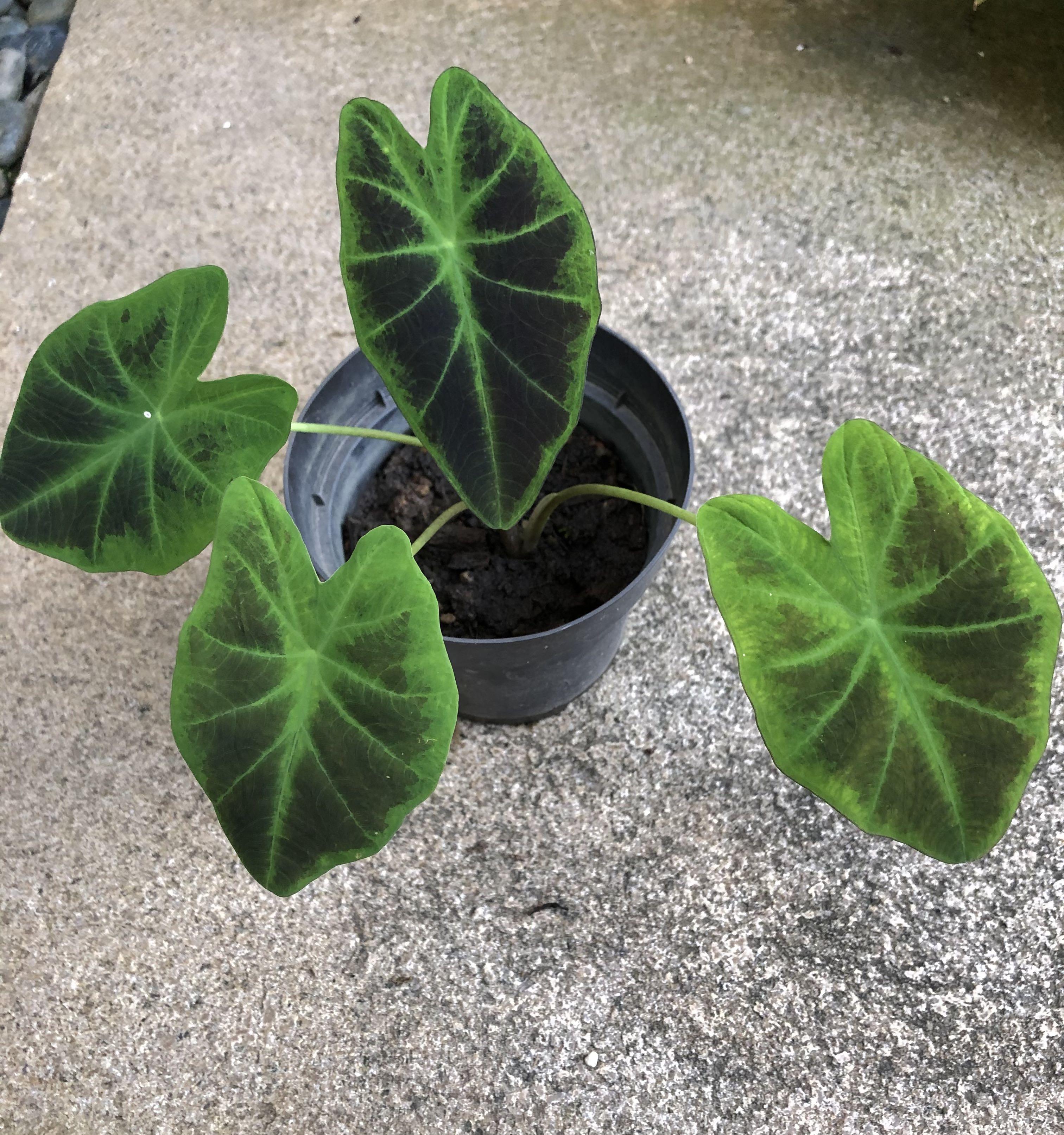 Colocasia Illustris, Furniture & Home Living, Gardening, Plants & Seeds ...