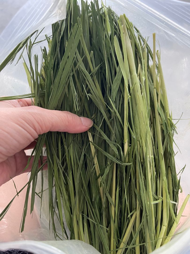 Freezed dried early cut Timothy hay, Pet Supplies, Pet Food on Carousell