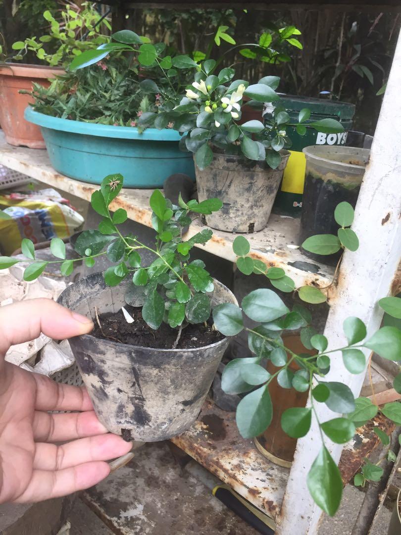 Kamuning plant small variety flowering, Furniture & Home Living ...