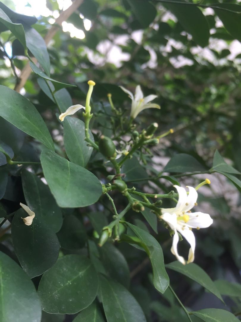 Kamuning plant small variety flowering, Furniture & Home Living ...