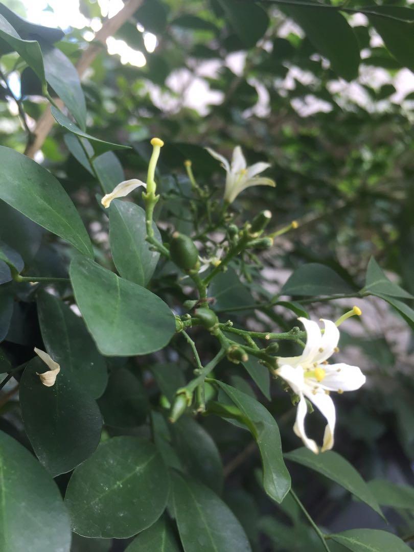 Kamuning plant small variety flowering, Furniture & Home Living ...