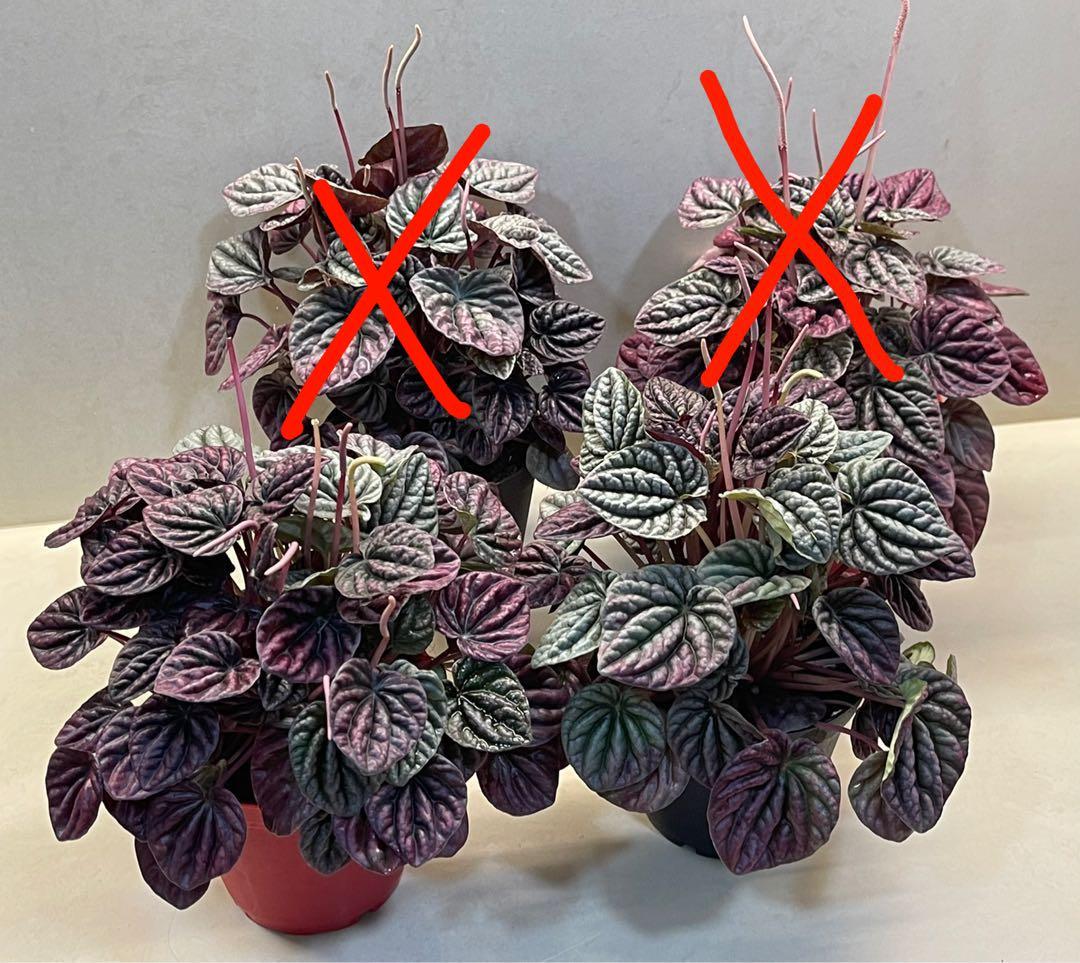 Peperomia Caperata Red Ruby Ripple, Furniture & Home Living, Gardening ...