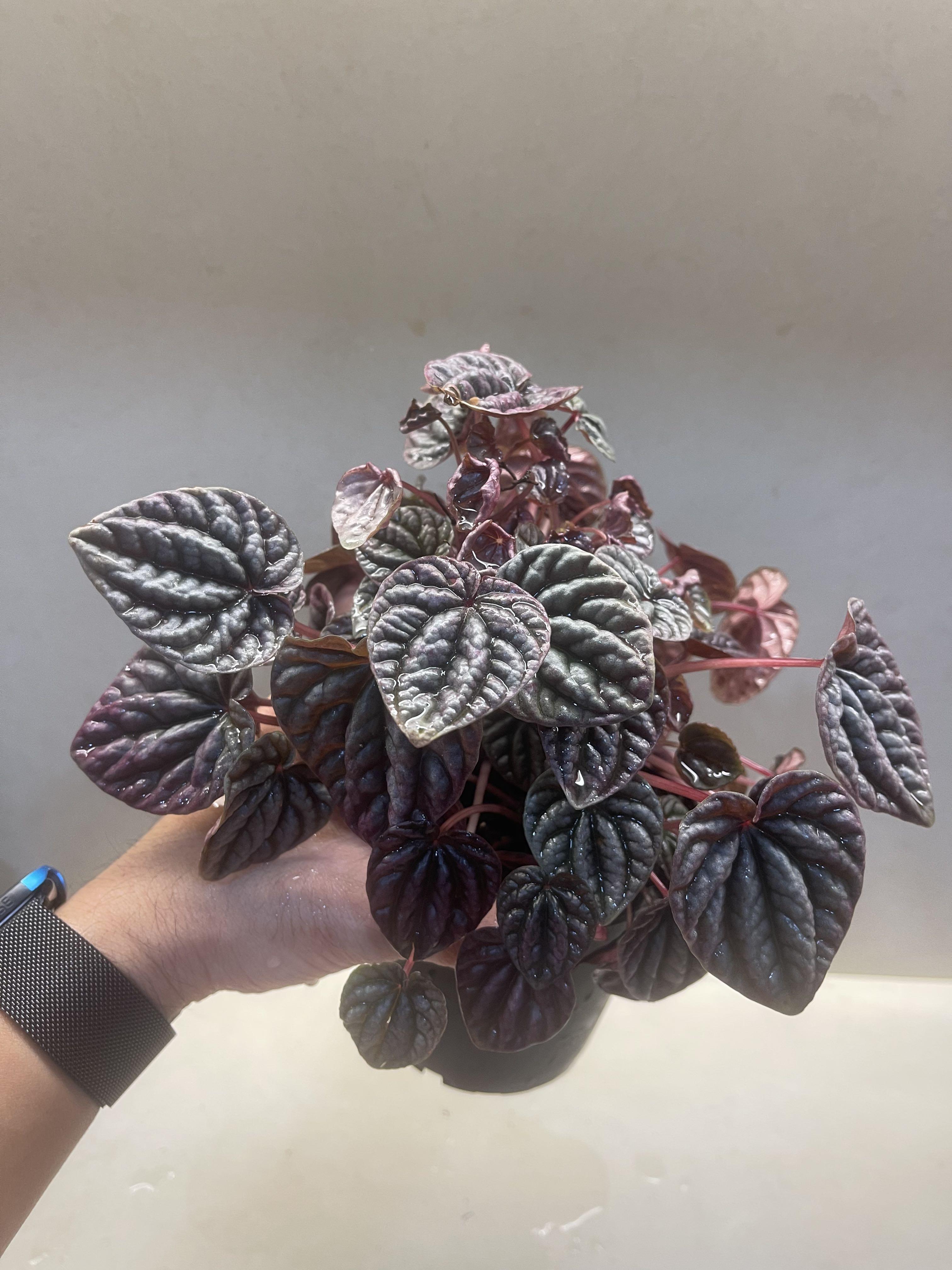 Peperomia Caperata Red Ruby Ripple, Furniture & Home Living, Gardening ...