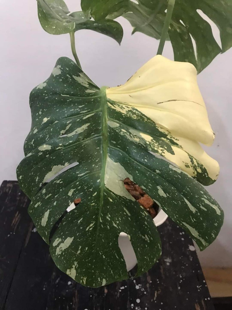 Thai cons, Furniture & Home Living, Gardening, Plants & Seeds on Carousell