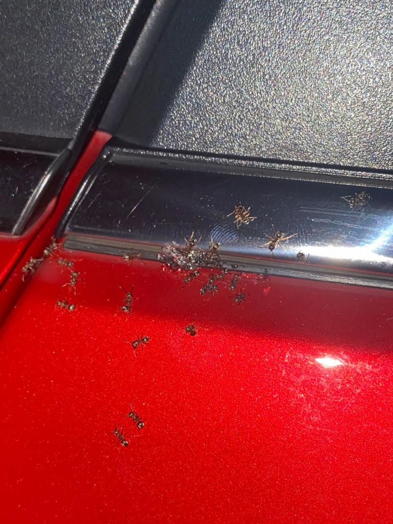 Ants Fumigation/ Ceramic Coating / Mobile Polishing/ Coating / Wash ...