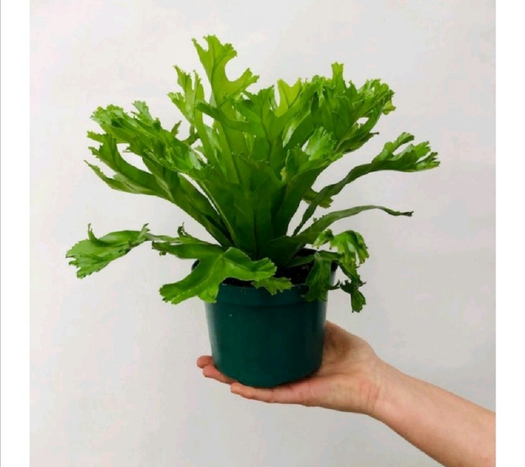 Asplenium Leslie - Crested Birds Nest Fern, Furniture & Home Living ...