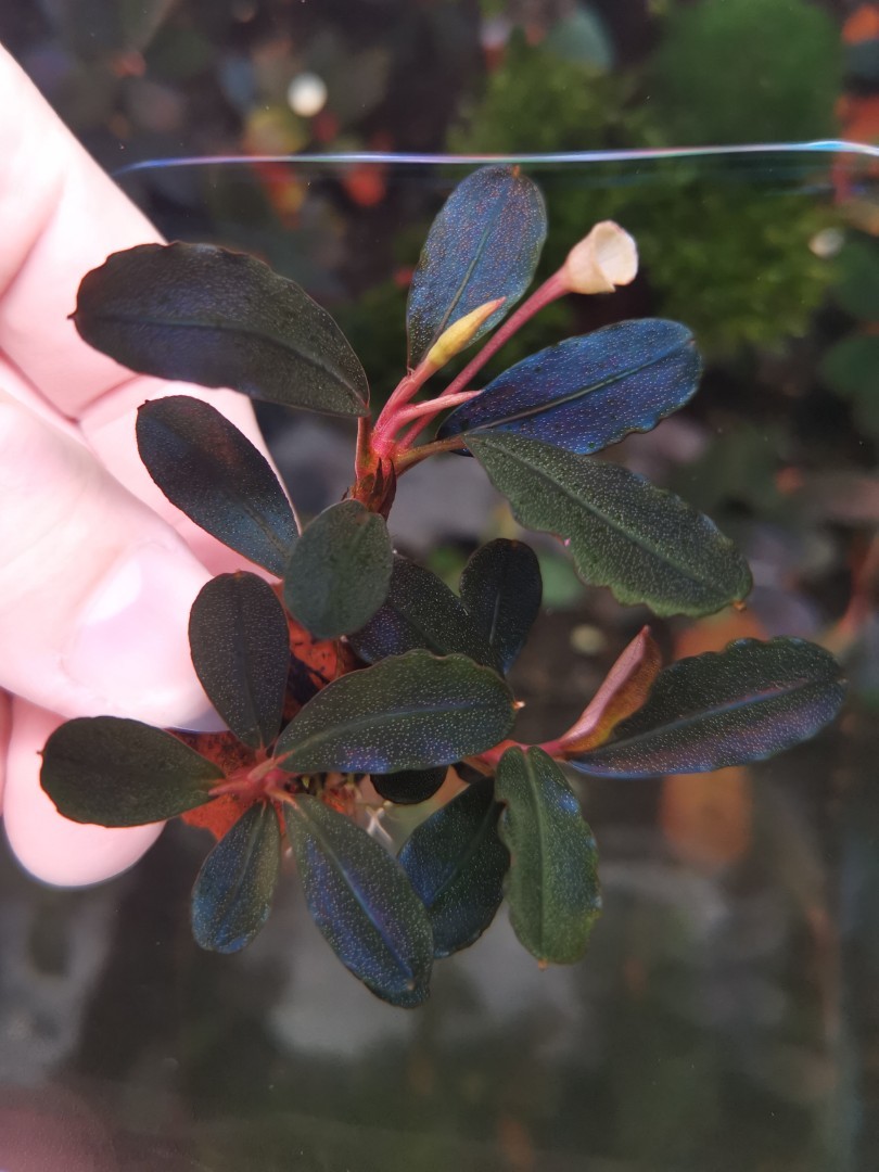 Bucep Bucephalandra Brownie Ghost 2015 Clump, Furniture & Home Living ...