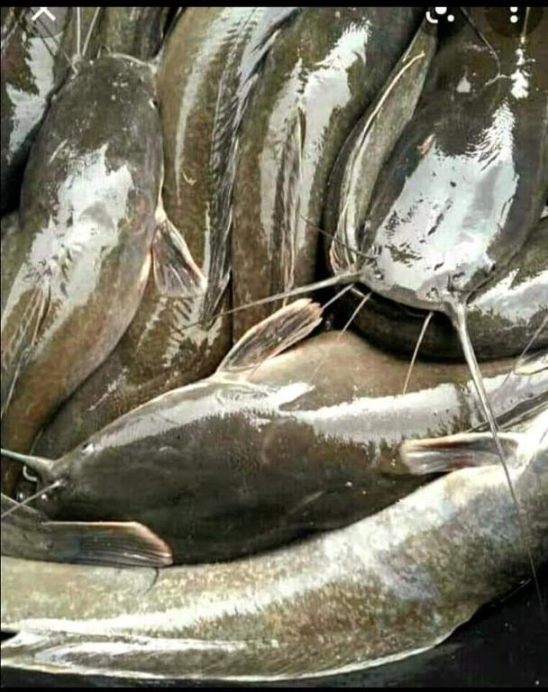 CAT FISH/ HITO, Food & Drinks, Fresh Produce on Carousell