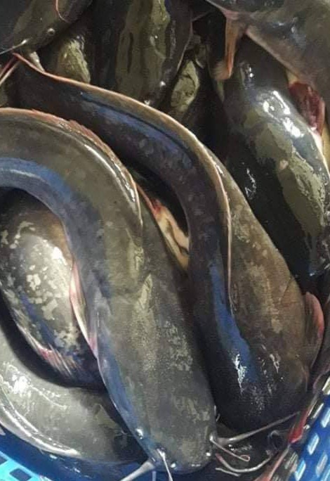 CAT FISH/ HITO, Food & Drinks, Fresh Produce on Carousell