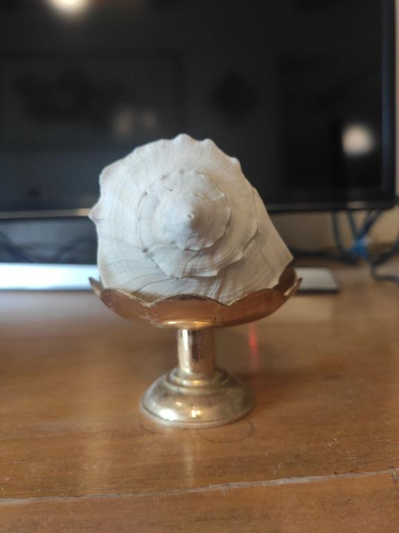 Conch Shell with Left Handed Spiral 5 Inches Length, Hobbies & Toys ...