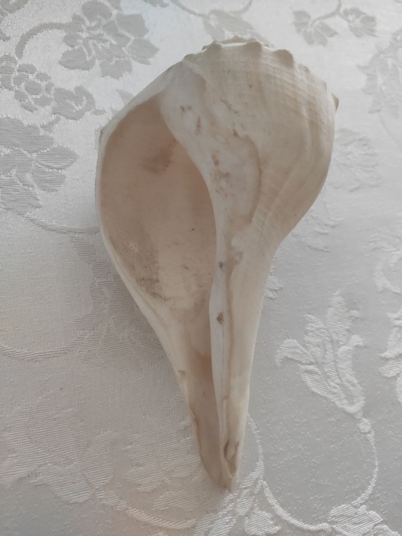 Conch Shell with Left Handed Spiral 5 Inches Length, Hobbies & Toys ...