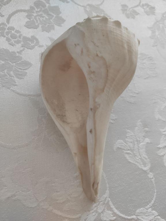 Conch Shell with Left Handed Spiral 5 Inches Length, Hobbies & Toys ...