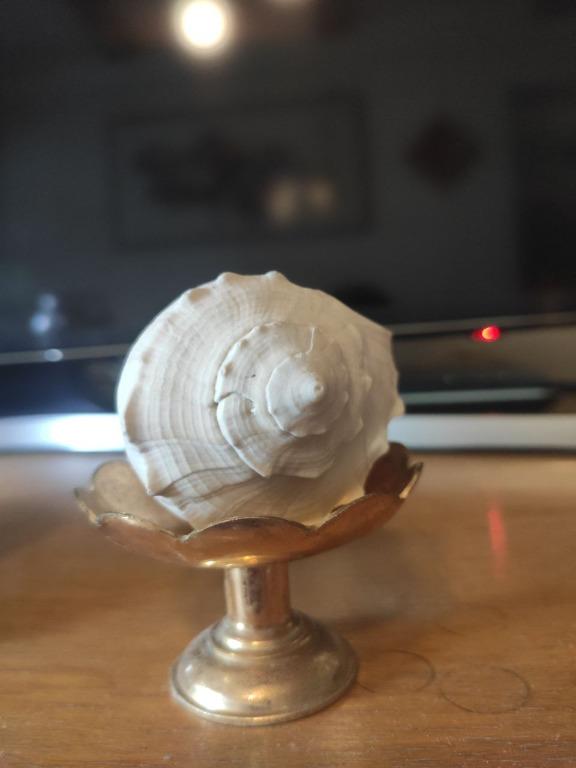 Conch Shell with Left Handed Spiral 5 Inches Length, Hobbies & Toys ...